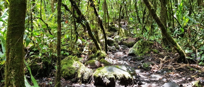 Arenal Volcano Lava Hike, Rainforest & Hot Springs Tour from Guanacaste